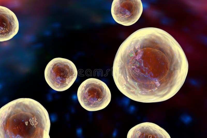 Illustratiion Delle Cellule Umane Illustrazione di Stock ...