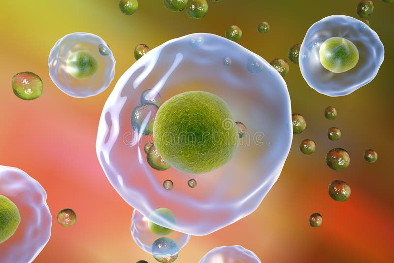 Illustratiion Delle Cellule Umane Illustrazione di Stock ...