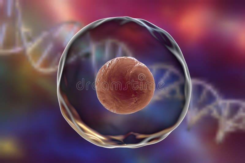 Illustratiion Delle Cellule Umane Illustrazione di Stock ...