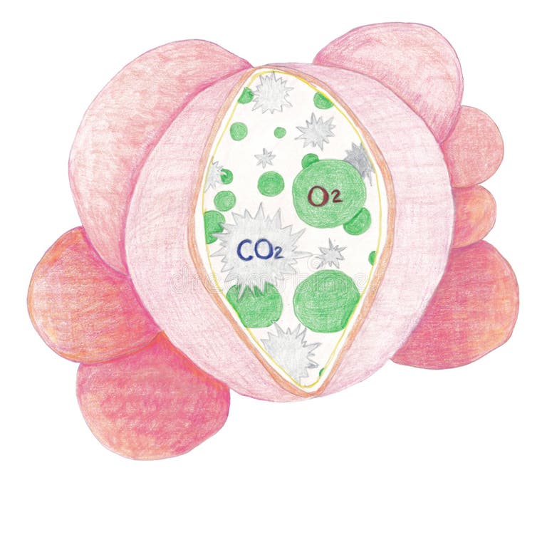 Alveoli Function Stock Illustrations – 181 Alveoli Function Stock ... Alveoli Function Stock Illustrations – 181 Alveoli Function Stock ...