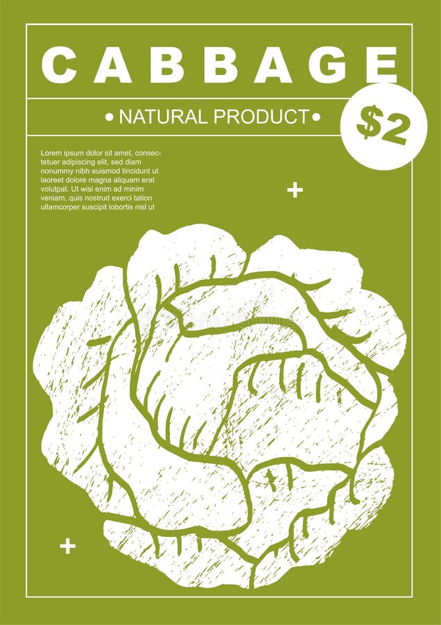 Cabbage. Set of Posters of Fruits and Vegetables in a Abstract Draw ...