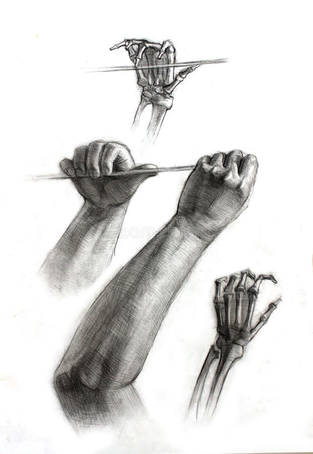 Illustration of Academic Drawing Hands of the Human on White Background ...