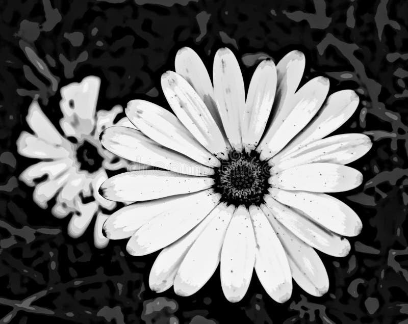 Illustration of an African Daisy Stock Image - Image of spring, flower ...