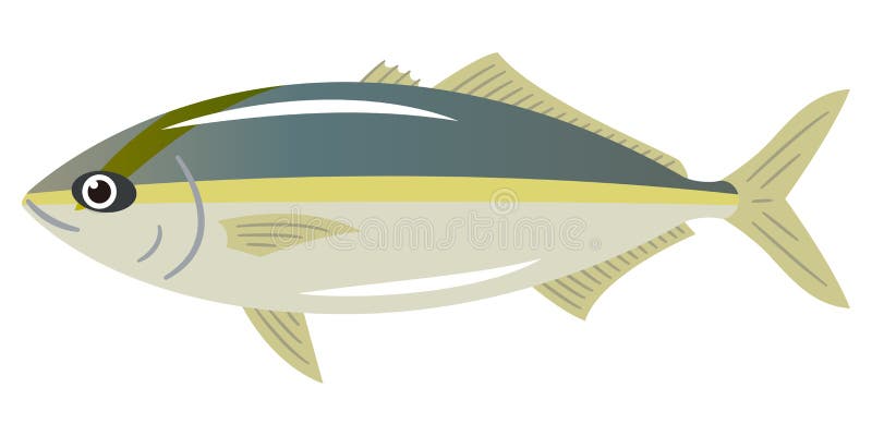 Illustration of Amberjack on a White Background Stock Vector ...