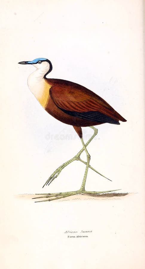 Bird Jacana African Vector Illustration Flat Style Stock Vector ...