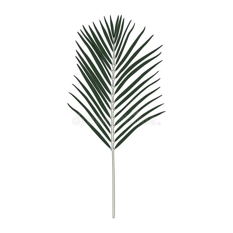 Areca Palm Leaf, Hand Drawn Doodle, Sketch Stock Vector - Illustration ...