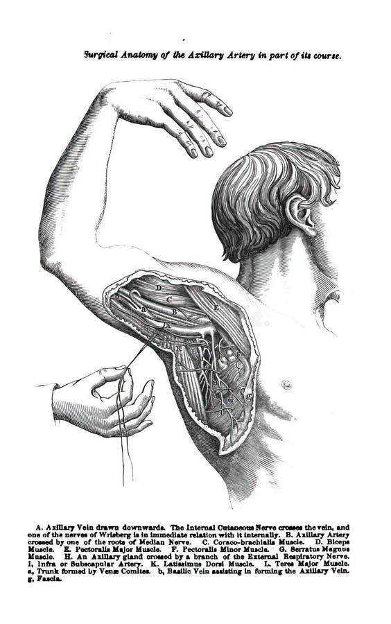 Illustration Of Arm Muscle Parts In An Old Anatomy Book Stock Image Image Of Exercise Muscle