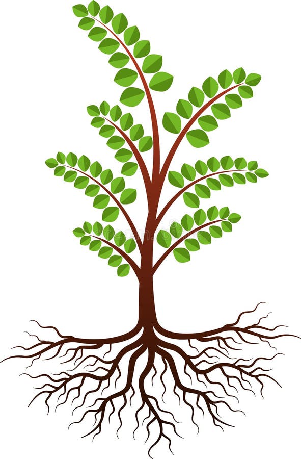 Moringa Tree Stock Illustrations – 1,085 Moringa Tree Stock ...