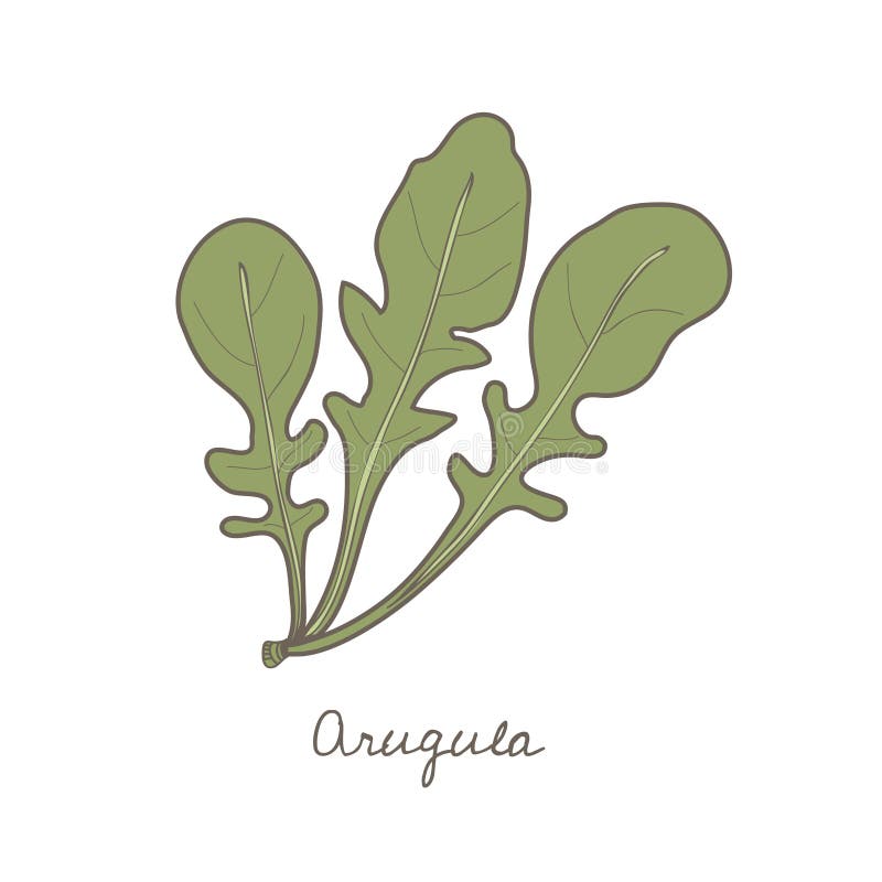 Arugula Plant with Leaves and Flowers. Vector Illustration, Hand Drawn ...