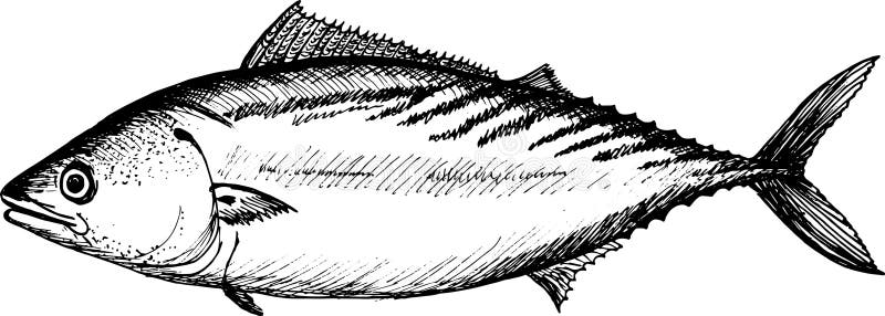 Illustration of Atlantic Bonito Fish Stock Illustration - Illustration ...