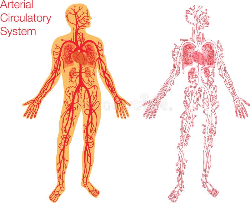 Illustration Av Cirkulationssystemet Vektor Illustrationer ...