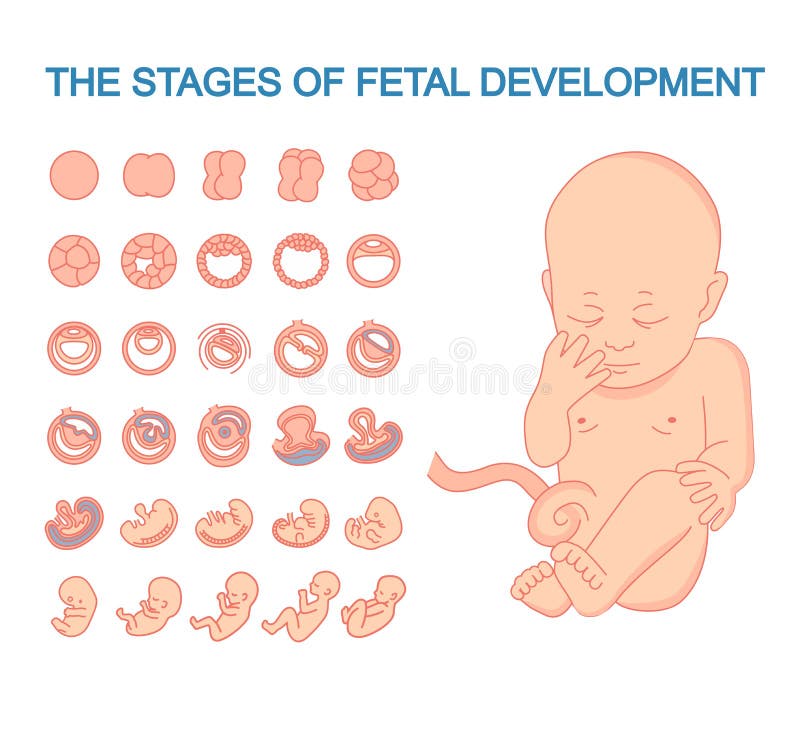 Human Fetal Development Stages Human Fetal Development Stages