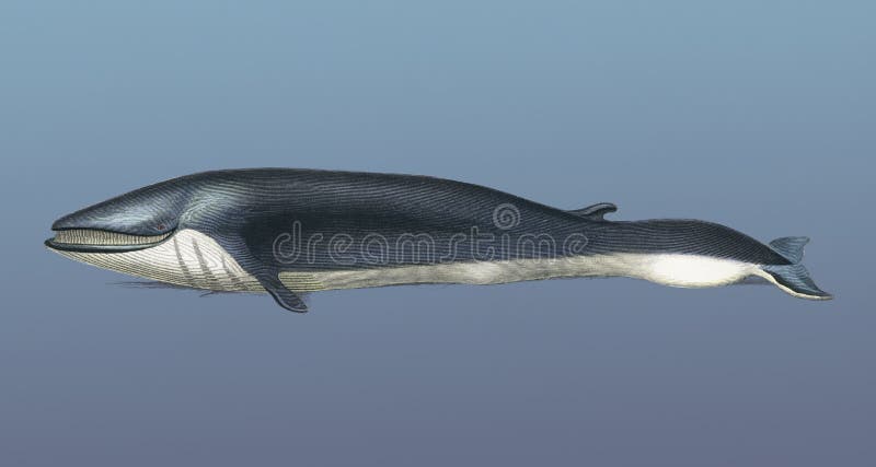 Illustration of Balaenoptera Rorqual Stock Illustration - Illustration ...