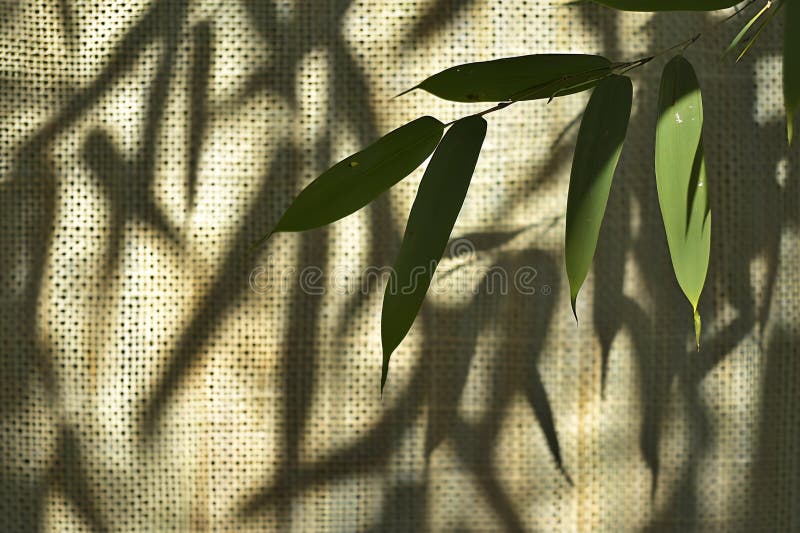 Bamboo Leaves with Shadow on the Wall in the Morning Light Stock ...