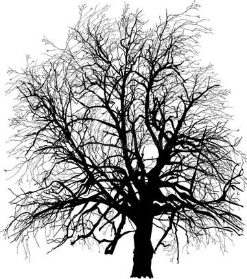 Isolated Large Bare Tree Illustration Stock Illustrations – 138 ...