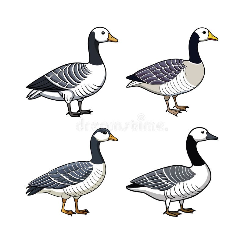 Barnacle Goose Coloring Illustration with Outline Stock Vector ...