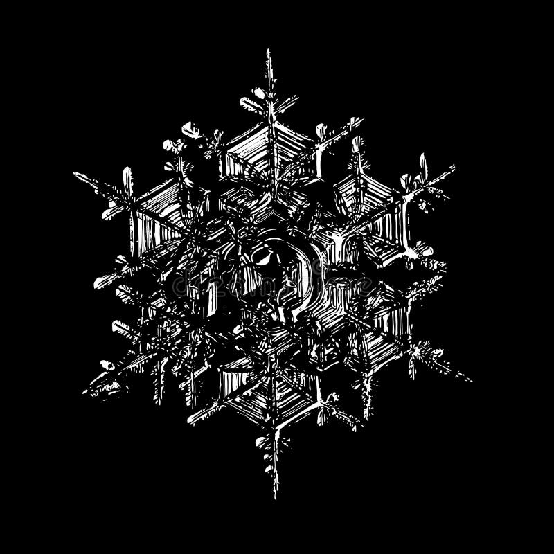 Real Snowflake Isolated on Black Background Stock Illustration ...