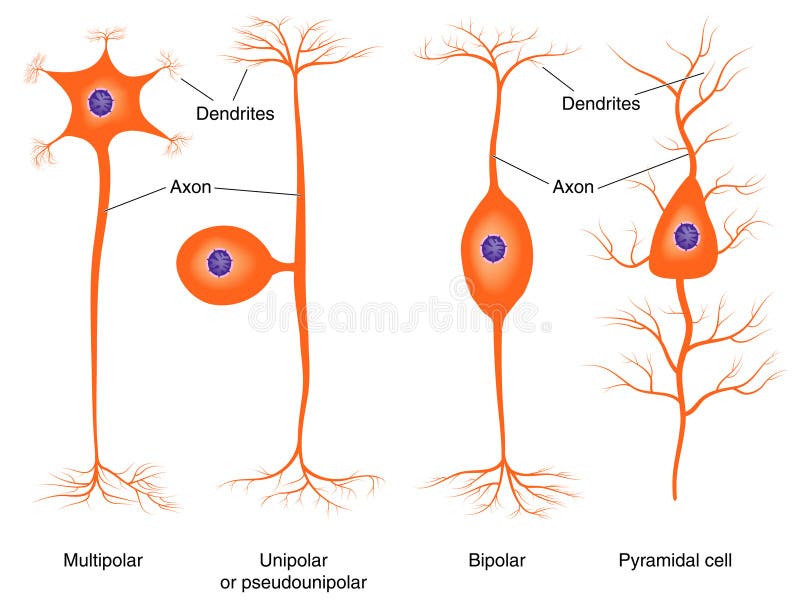 Illustration of Basic Neuron Types Stock Vector - Illustration of ...