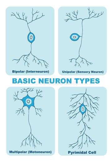 Illustration of Basic Neuron Types Stock Vector - Illustration of hand ...