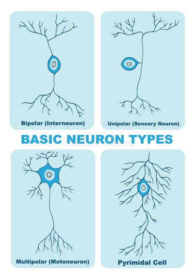 Illustration of Basic Neuron Types Stock Vector - Illustration of hand ...