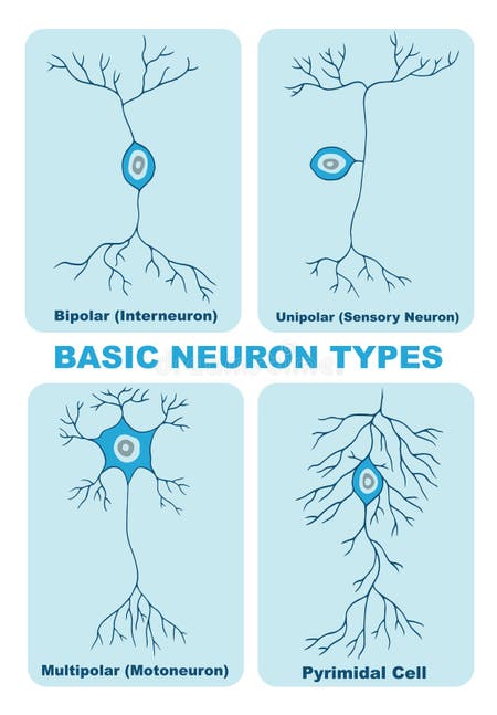 Illustration of Basic Neuron Types Stock Vector - Illustration of hand ...