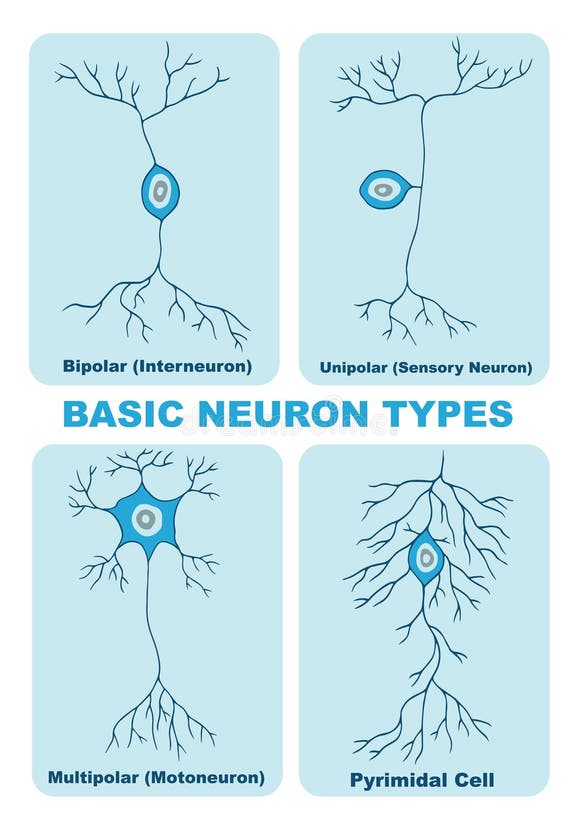 Illustration of Basic Neuron Types Stock Vector - Illustration of hand ...