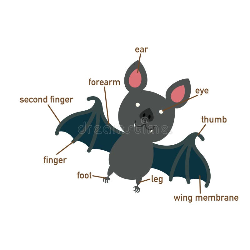 Bat Flashcard Stock Illustrations – 101 Bat Flashcard Stock ...