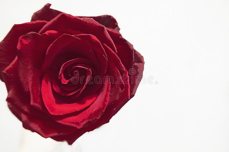 Illustration of Beautiful Red Rose Against White Background Stock Image ...