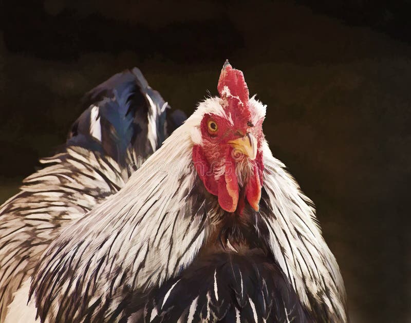 Angry Chicken Stock Illustrations – 2,928 Angry Chicken Stock ...