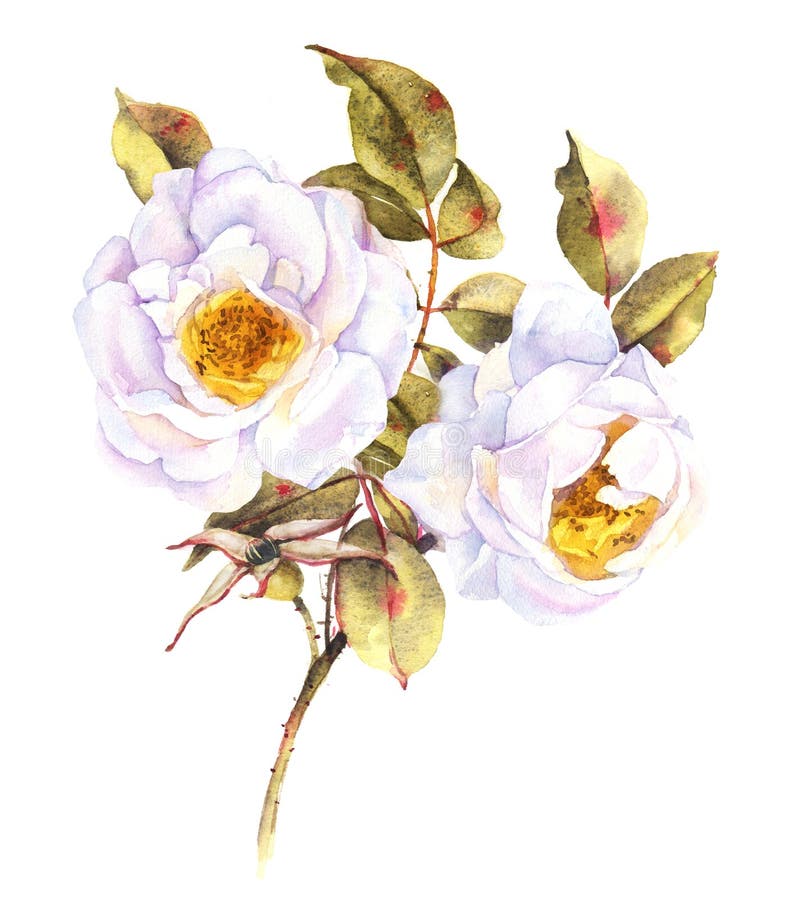 Aquarelle rosier illustration stock. Illustration du illustration ...