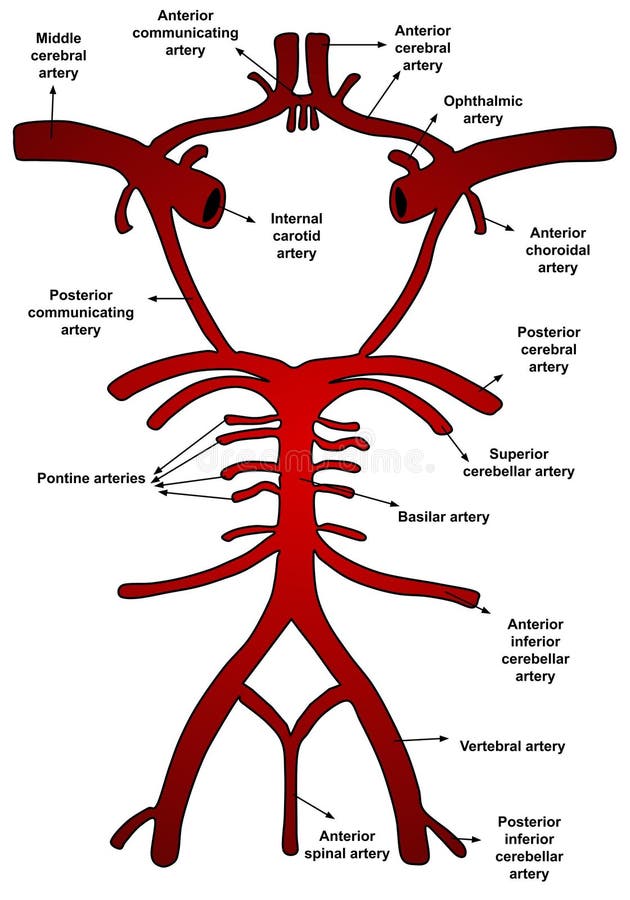 Illustration of Blood Vessels and Brain Circulation, Circle of Willis ...