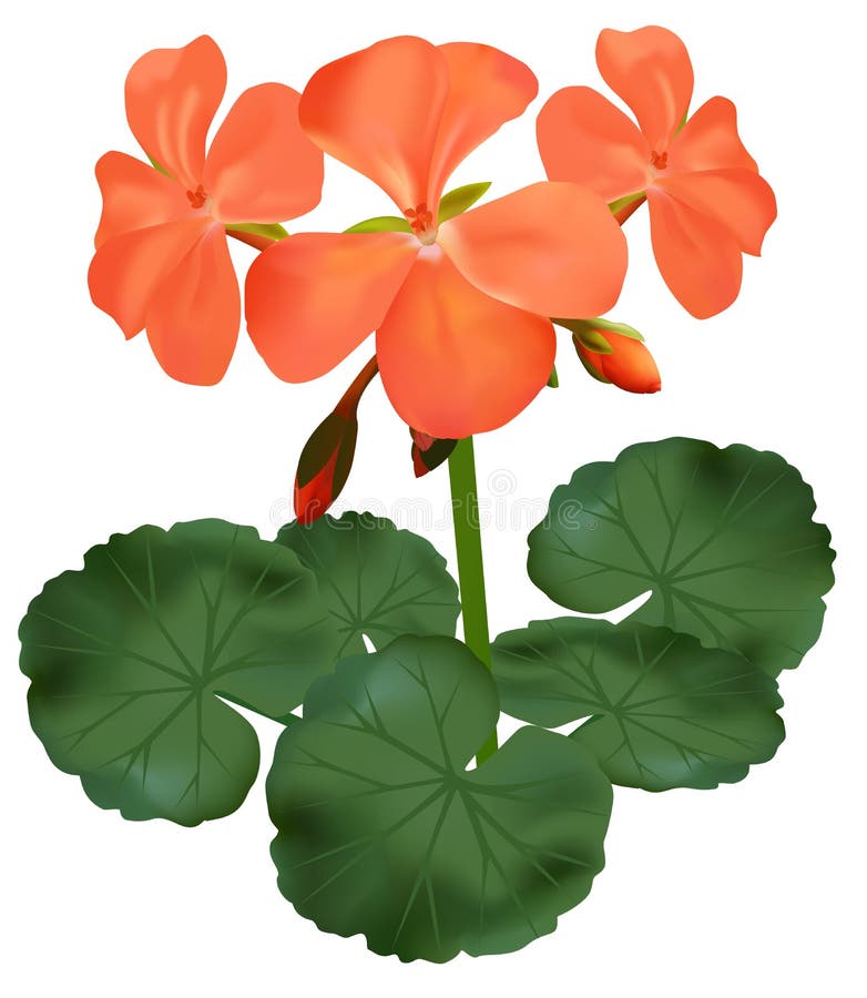 Illustration of Blooming Geranium - Vector Stock Vector - Illustration ...