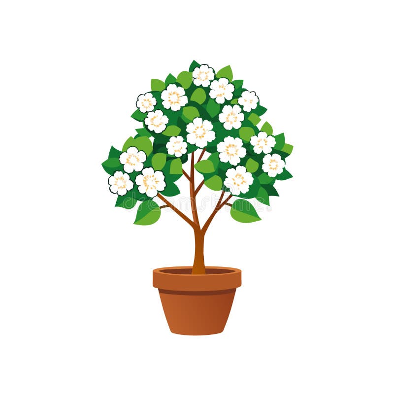 Blooming Jasmine Tree in Pot Illustration Stock Photo - Illustration of ...