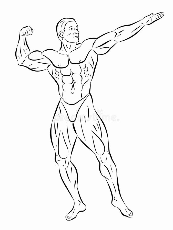Illustration of Bodybuilder , Vector Drawing Stock Vector ...