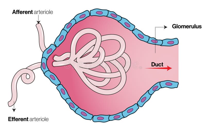Illustration of Bowman S Capsule on White Background Showing Renal ...