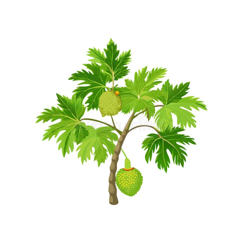 Illustration of a Breadfruit Tree with Leaves and Fruit, Isolated Stock ...
