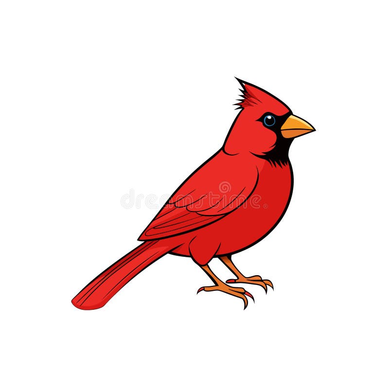 Illustration of a Bright Red Cardinal Bird on White Stock Illustration ...