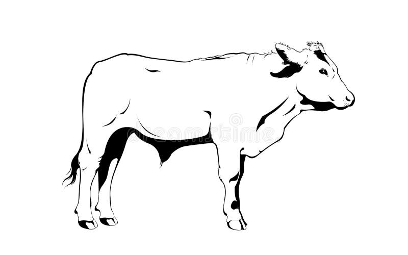 Illustration of a Bull in Linear Style Stock Vector - Illustration of ...
