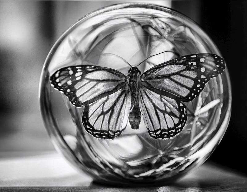 Butterfly Under Glass Black and White Stock Illustration - Illustration ...