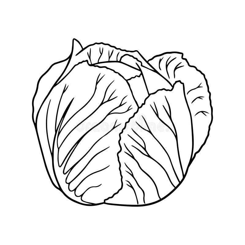 Illustration of a Cabbage in a Hand-drawn Style. Stock Vector ...