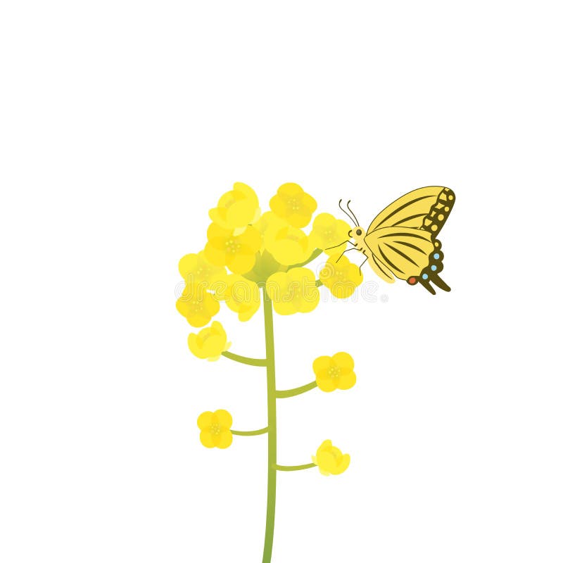 Canola flower illustration stock vector. Illustration of simple - 209336725