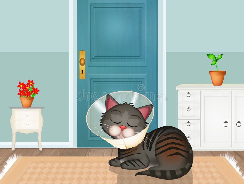 Illustration of cat funnel stock illustration. Illustration of ...