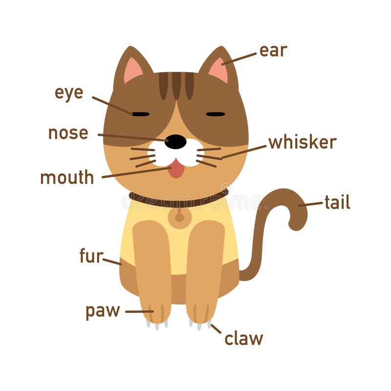 Illustration of Cat Vocabulary Part of Body Stock Vector - Illustration ...