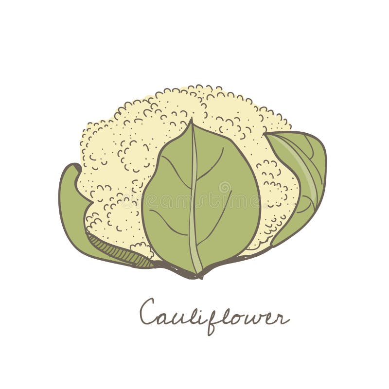 Illustration of a Cauliflower Drawing Stock Illustration - Illustration ...
