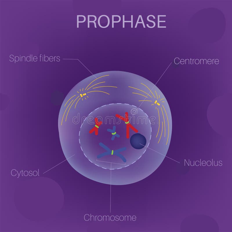 Prophase
