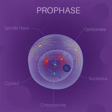 Prophase Diagram Stock Illustrations – 121 Prophase Diagram Stock ...