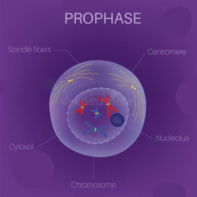 Prophase Diagram Stock Illustrations – 121 Prophase Diagram Stock ...