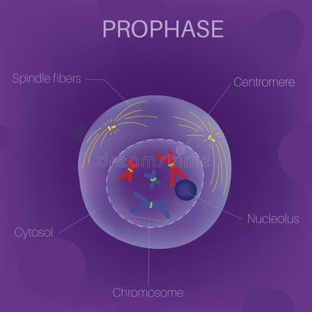 Prophase Diagram Stock Illustrations – 121 Prophase Diagram Stock ...