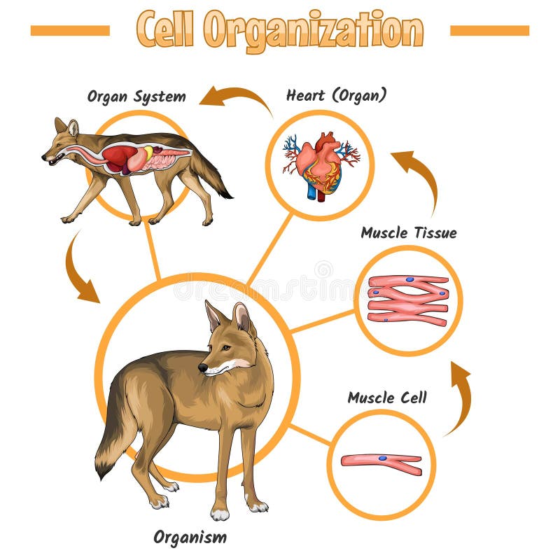 Illustration of the Cell Organization of Coyote Stock Vector ...
