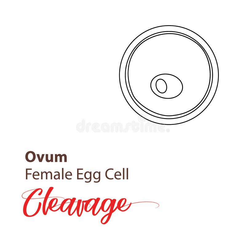 Illustration of a Cell Stage Embryo. Four Cell Stage Icon. Cleavage ...